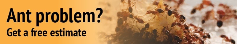 DIY: Five All-Natural Ant Control Remedies - Graduate Pest Solutions
