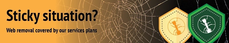 Cobweb vs Spider Web: What's the difference between them?