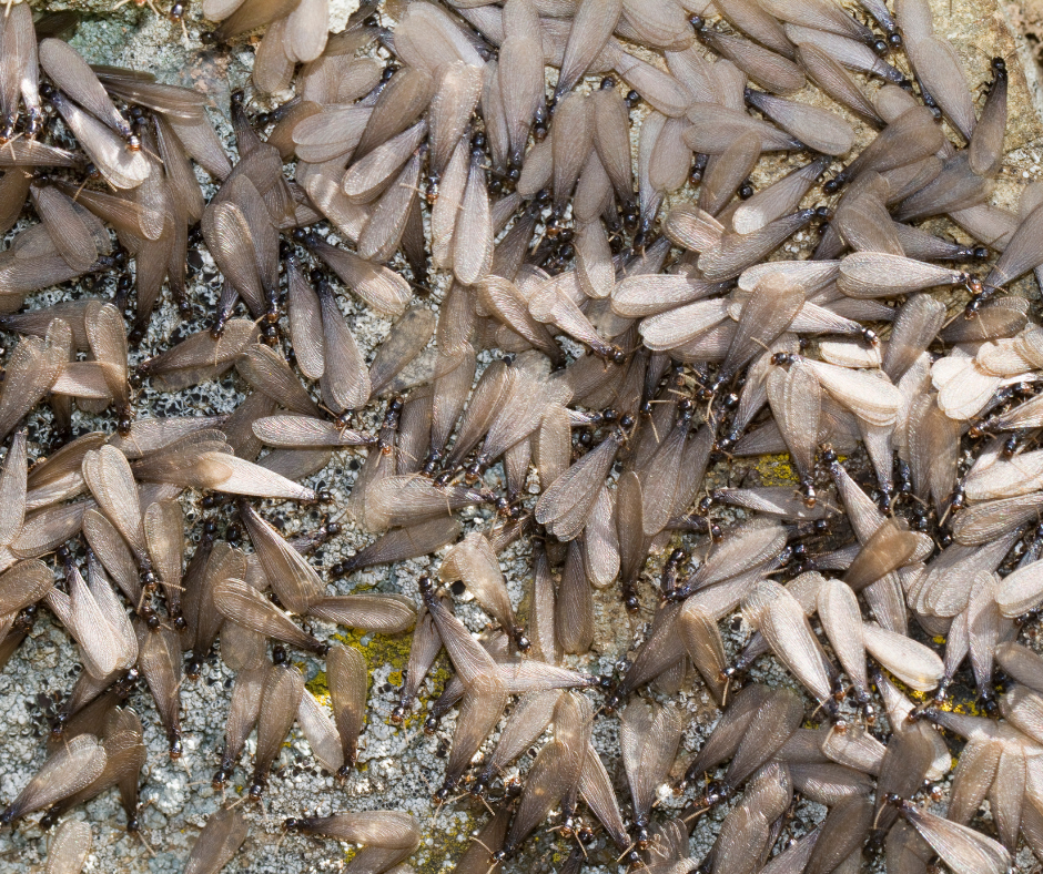 Swarming Termites Vs. Swarming Ants: How to Tell the Difference