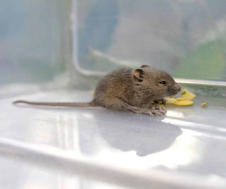 Top 6 Ways to Tell if You Have a Rodent Problem