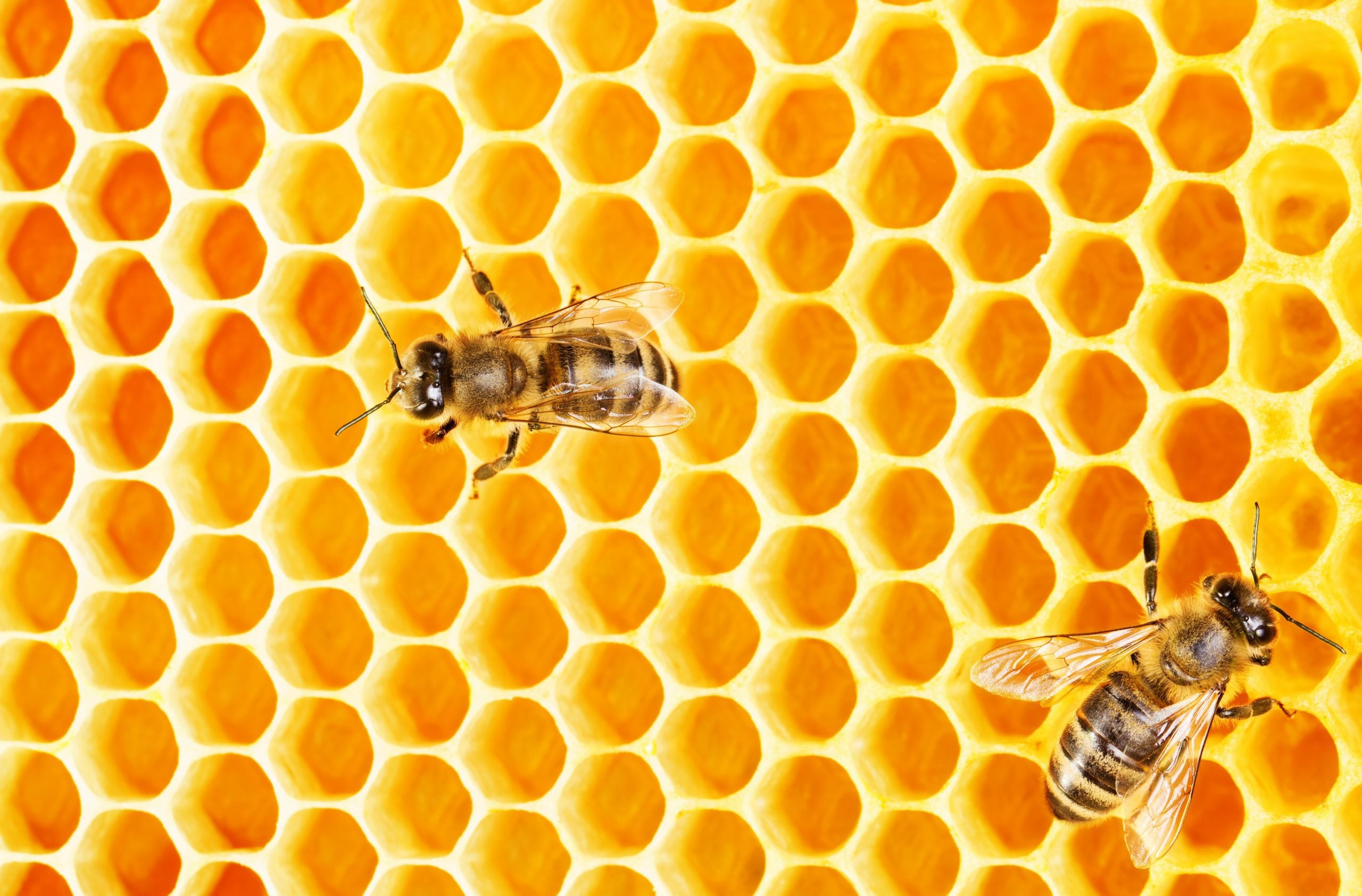 Keep Bees Away From Your Picnic - Graduate Pest Solutions